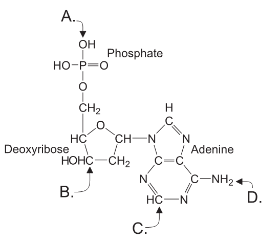 IB DP Biology Topic 7: Nucleic acids : 7.1 DNA structure and ...