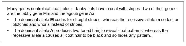 IB DP Biology Topic 10: Genetics and evolution :10.2 Inheritance HL Paper 1