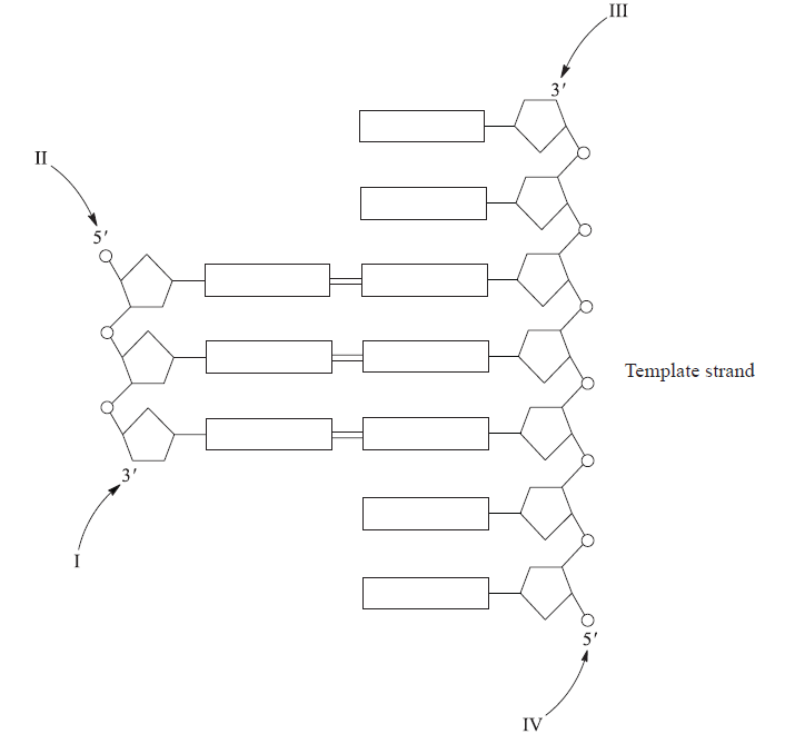 IB DP Biology Topic 7: Nucleic acids : 7.1 DNA structure and ...