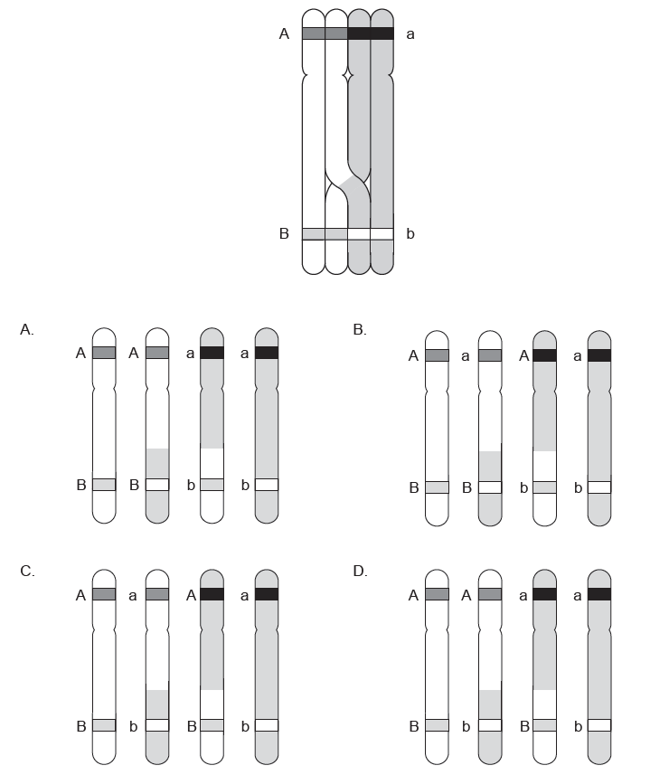 IB DP Biology Topic 10: Genetics and evolution :10.1 Meiosis-HL Paper 1