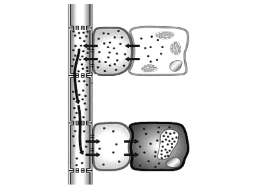IB DP Biology Topic 9: Plant biology :9.2 Transport in the phloem of ...