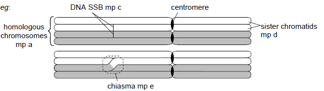IB DP Biology Topic 10: Genetics and evolution :10.1 Meiosis-HL Paper 2