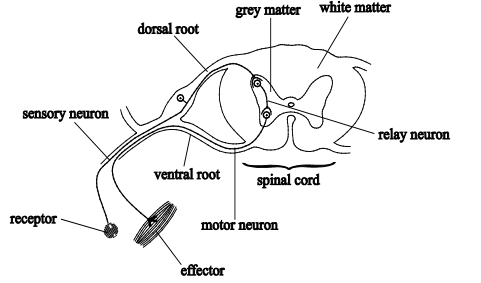 IB DP Biology Option A: Neurobiology and behaviour (AHL) : A.4 Innate ...