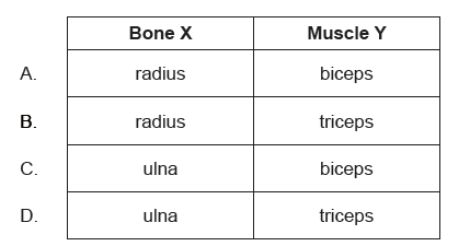 IB DP Biology Topic 11: Animal physiology : 11.2 Movement HL Paper 1