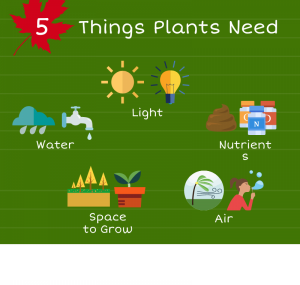 Year 3 science: Plants: understanding what plants need to grow