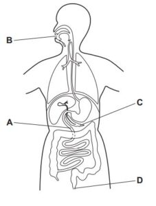 iGCSE Biology (0610)-13.1 Excretion in humans - iGCSE Style Questions ...