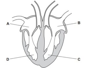 iGCSE Biology (0610)-9.2 Heart - iGCSE Style Questions Paper 1
