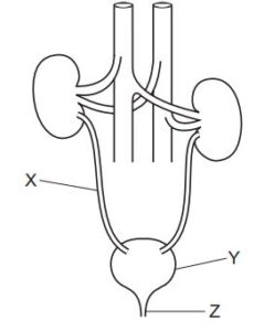 iGCSE Biology (0610)-13.1 Excretion in humans - iGCSE Style Questions ...