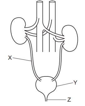 iGCSE Biology (0610)-13.1 Excretion in humans - iGCSE Style Questions ...