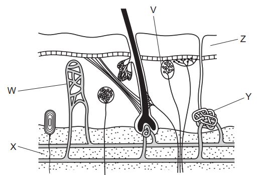iGCSE Biology (0610)-14.2 Sense organs - iGCSE Style Questions Paper 1