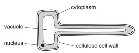 iGCSE Biology (0610)-18.2 Adaptive features - iGCSE Style Questions Paper 1