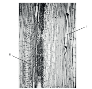 IB DP Biology Topic 9: Plant biology :9.2 Transport in the phloem of ...
