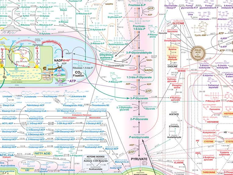IB DP Biology HL- IB Style Practice Questions with Answer-Topic Wise ...