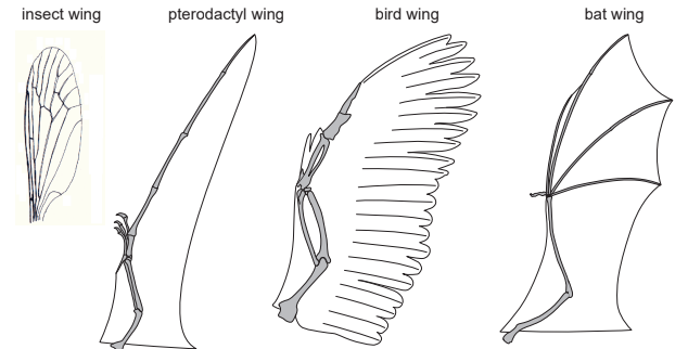 2018 May Biology paper 1 TZ2 HL- Concept Questions