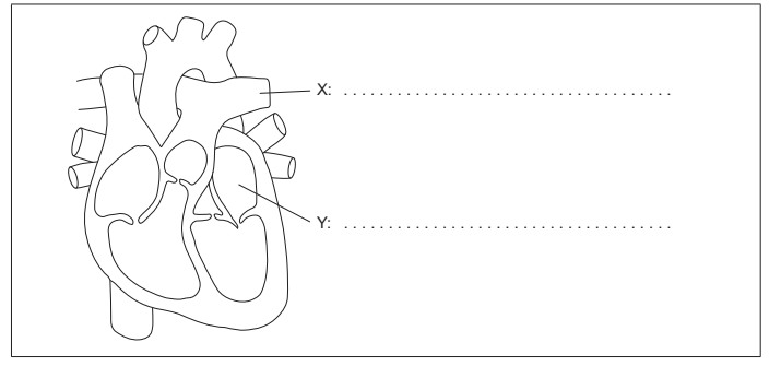 Mock Exam IB DP Biology SL Paper 2 Set 8