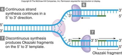 IB DP Biology Topic 7: Nucleic acids: 7.1 DNA structure and replication ...