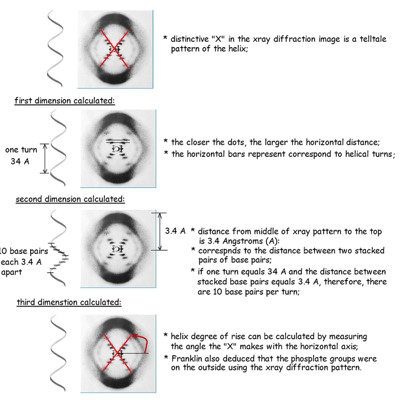 IB DP Biology Topic 7: Nucleic acids: 7.1 DNA structure and replication ...