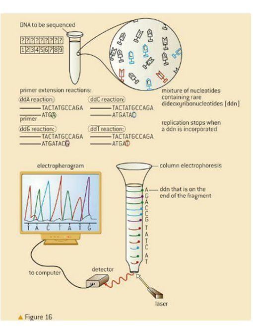 IB DP Biology Topic 7: Nucleic acids: 7.1 DNA structure and replication ...