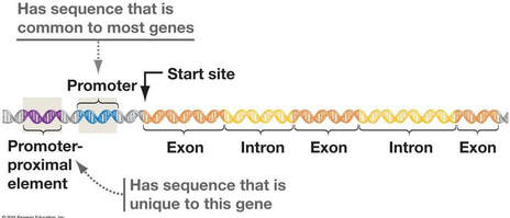 IB DP Biology Topic 7: Nucleic acids: 7.2 Transcription and gene ...