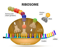 IB DP Biology Topic 7: Nucleic acids: 7.3 Translation: Study Notes