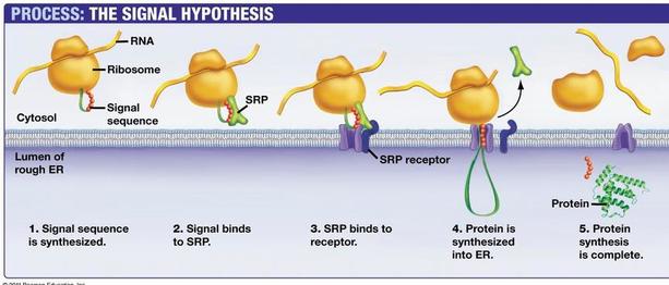 IB DP Biology Topic 7: Nucleic acids: 7.3 Translation: Study Notes