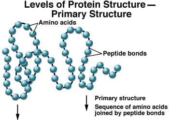 IB DP Biology Topic 7: Nucleic acids: 7.3 Translation: Study Notes