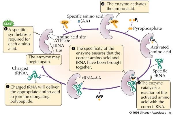 IB DP Biology Topic 7: Nucleic acids: 7.3 Translation: Study Notes