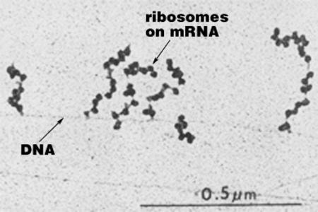 IB DP Biology Topic 7: Nucleic acids: 7.3 Translation: Study Notes