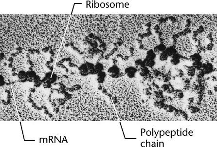 IB DP Biology Topic 7: Nucleic acids: 7.3 Translation: Study Notes