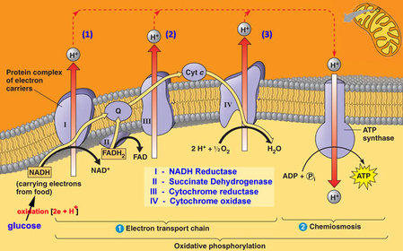IB DP Biology Topic 8: Metabolism, cell respiration and photosynthesis ...