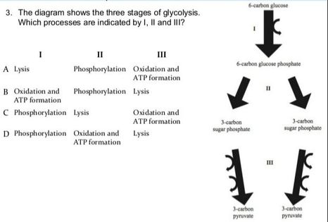 IB DP Biology Topic 8: Metabolism, cell respiration and photosynthesis ...