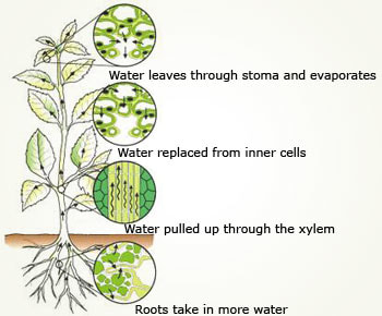 IB DP Biology Topic 9: Plant biology: 9.1 Transport in the xylem of ...