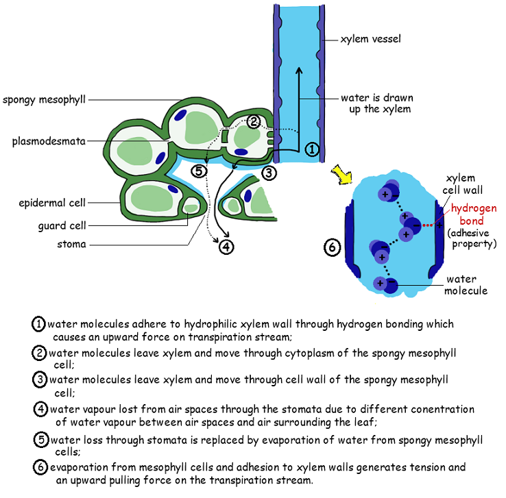IB DP Biology Topic 9: Plant biology: 9.1 Transport in the xylem of ...