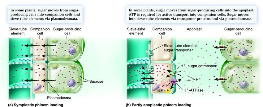 IB DP Biology Topic 9: Plant biology: 9.2 Transport in the phloem of ...