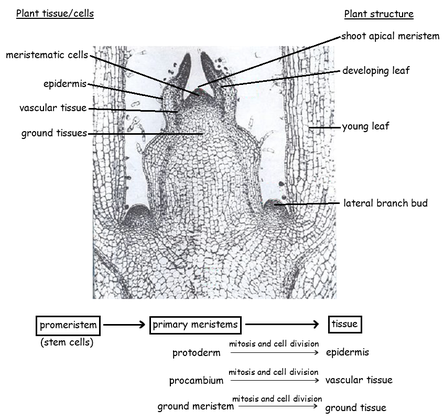IB DP Biology Topic 9: Plant biology: 9.3 Growth in plants: Study Notes