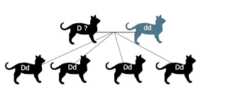 IB DP Biology Topic 10: Genetics and evolution: 10.2 Inheritance: Study ...