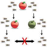 IB DP Biology Topic 10: Genetics and evolution: 10.3 Gene pools and ...