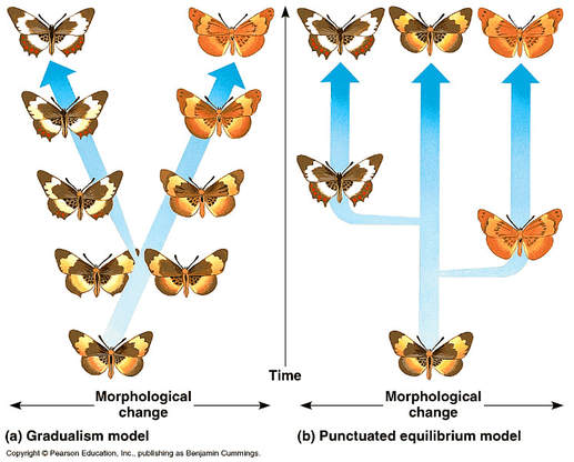 IB DP Biology Topic 10: Genetics and evolution: 10.3 Gene pools and ...