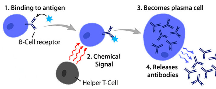 IB DP Biology Topic 11: Animal physiology: 11.1 Antibody production and ...