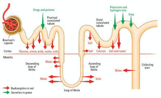 IB DP Biology Topic 11: Animal physiology: 11.3 The kidney and ...