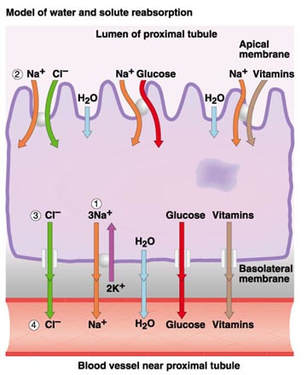 IB DP Biology Topic 11: Animal physiology: 11.3 The kidney and ...