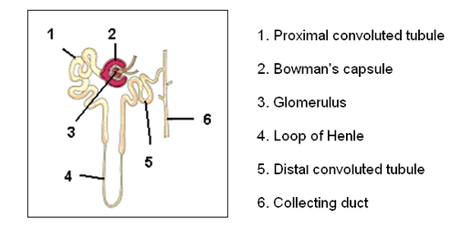 IB DP Biology Topic 11: Animal physiology: 11.3 The kidney and ...