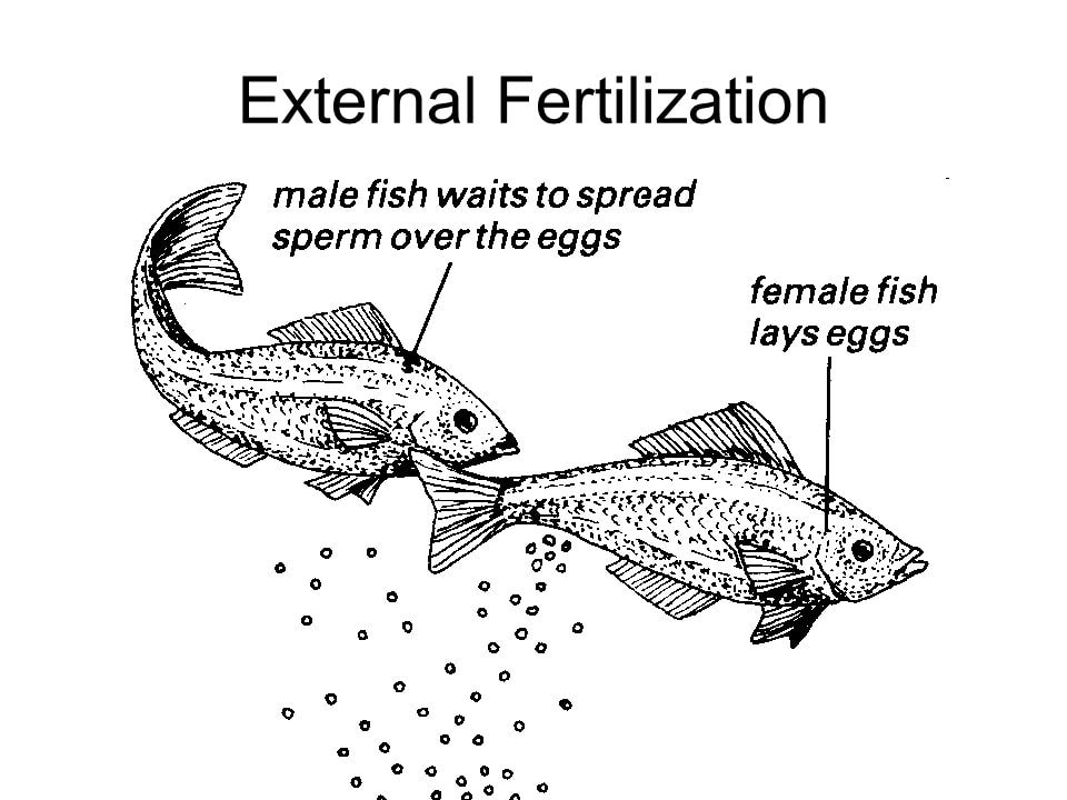 IB DP Biology Topic 11: Animal physiology: 11.4 Sexual reproduction ...