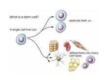 IB DP Biology Topic 1: Cell biology 1.1 Introduction to cells Study Notes