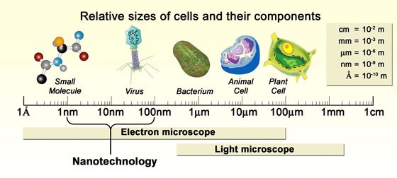 IB DP Biology Topic 1: Cell biology 1.1 Introduction to cells Study Notes