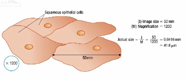 IB DP Biology Topic 1: Cell biology 1.1 Introduction to cells Study Notes