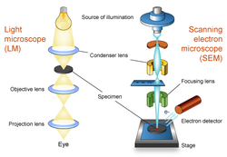 IB DP Biology Topic 1: Cell biology 1.2 Ultrastructure of cells Study Notes