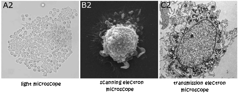 IB DP Biology Topic 1: Cell biology 1.2 Ultrastructure of cells Study Notes
