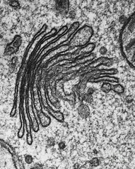 IB DP Biology Topic 1: Cell biology 1.2 Ultrastructure of cells Study Notes