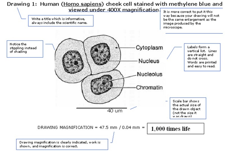IB DP Biology Topic 1: Cell biology 1.2 Ultrastructure of cells Study Notes